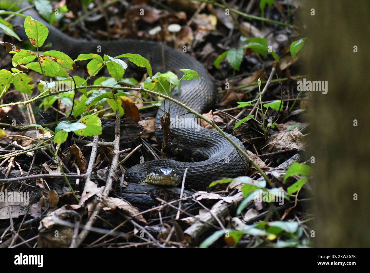 Southern Banded Watersnake (Nerodia fasciata fasciata) Reptilia Stock ...