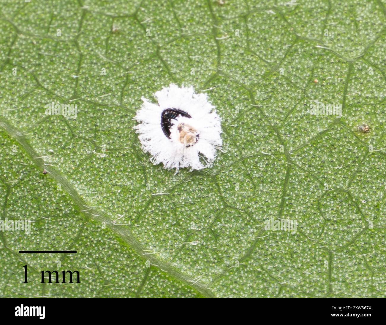 Whiteflies (Aleyrodidae) Insecta Stock Photo - Alamy