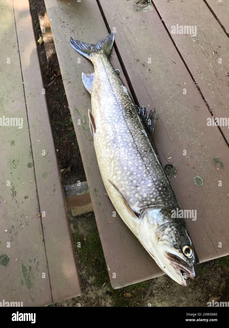 Lake Trout (Salvelinus namaycush) Actinopterygii Stock Photo - Alamy