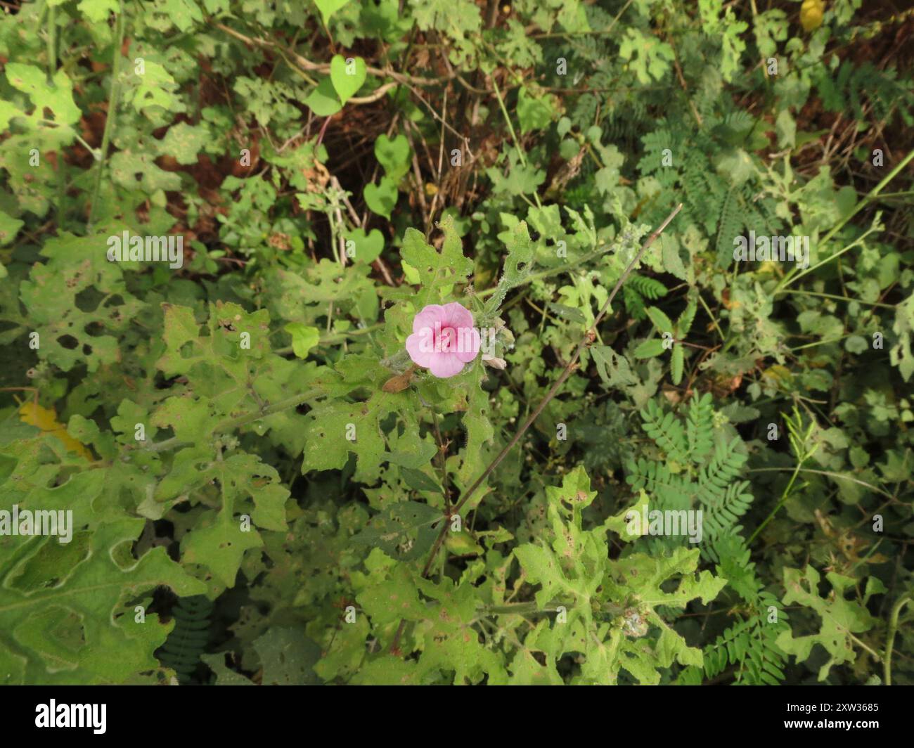 Caesar weed (Urena lobata) Plantae Stock Photo - Alamy