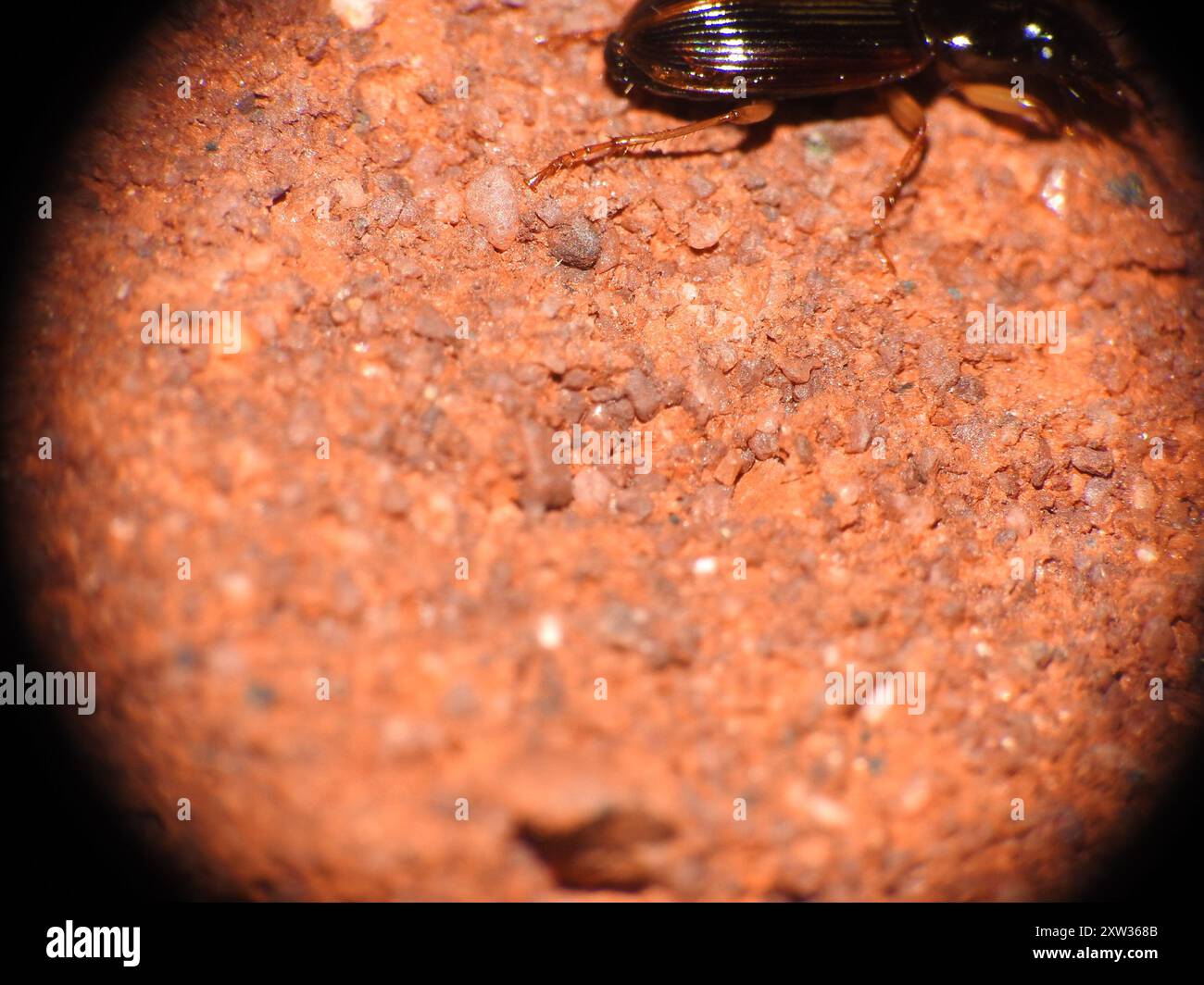 Beetles (Coleoptera) Insecta Stock Photo - Alamy