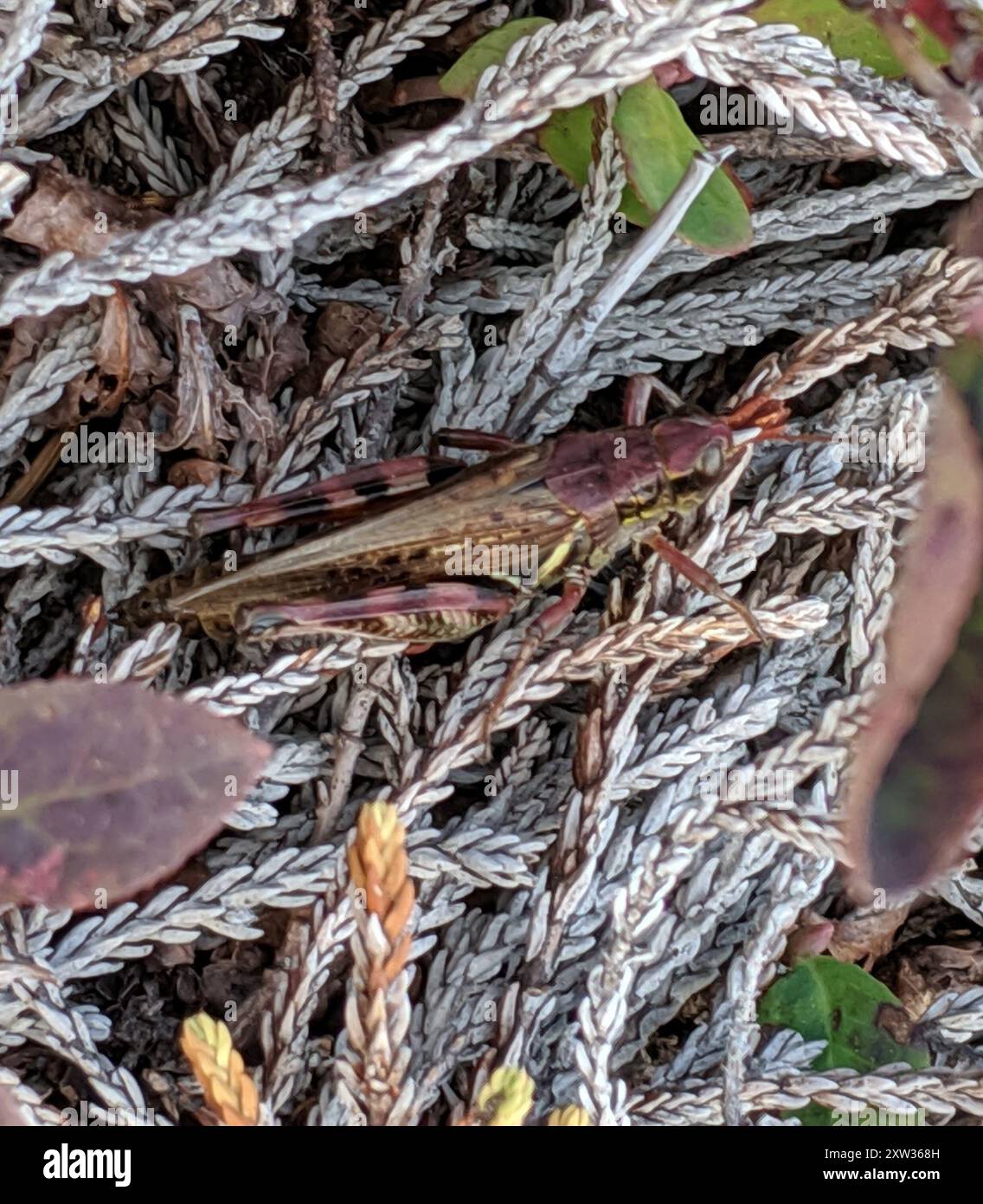 Red-legged Grasshopper (Melanoplus femurrubrum) Insecta Stock Photo - Alamy