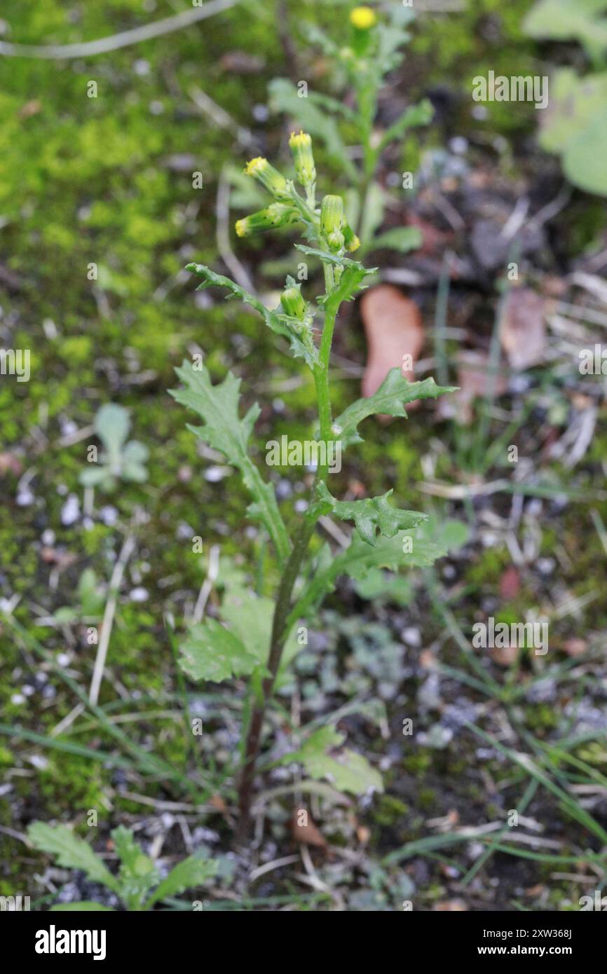 common groundsel (Senecio vulgaris) Plantae Stock Photo - Alamy