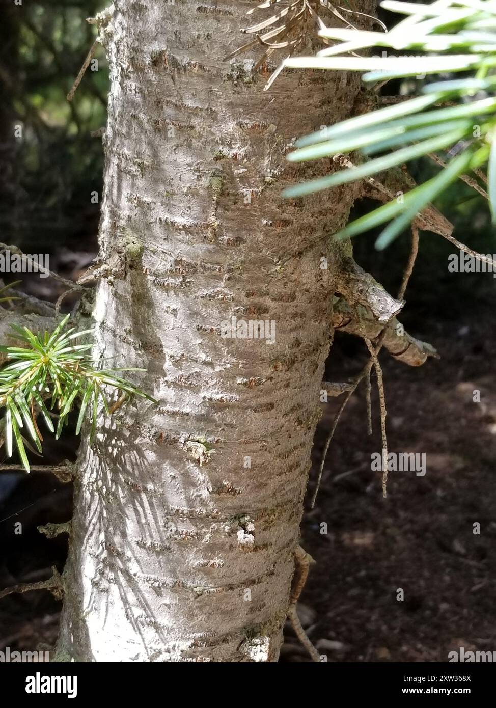 Engelmann spruce (Picea engelmannii) Plantae Stock Photo - Alamy