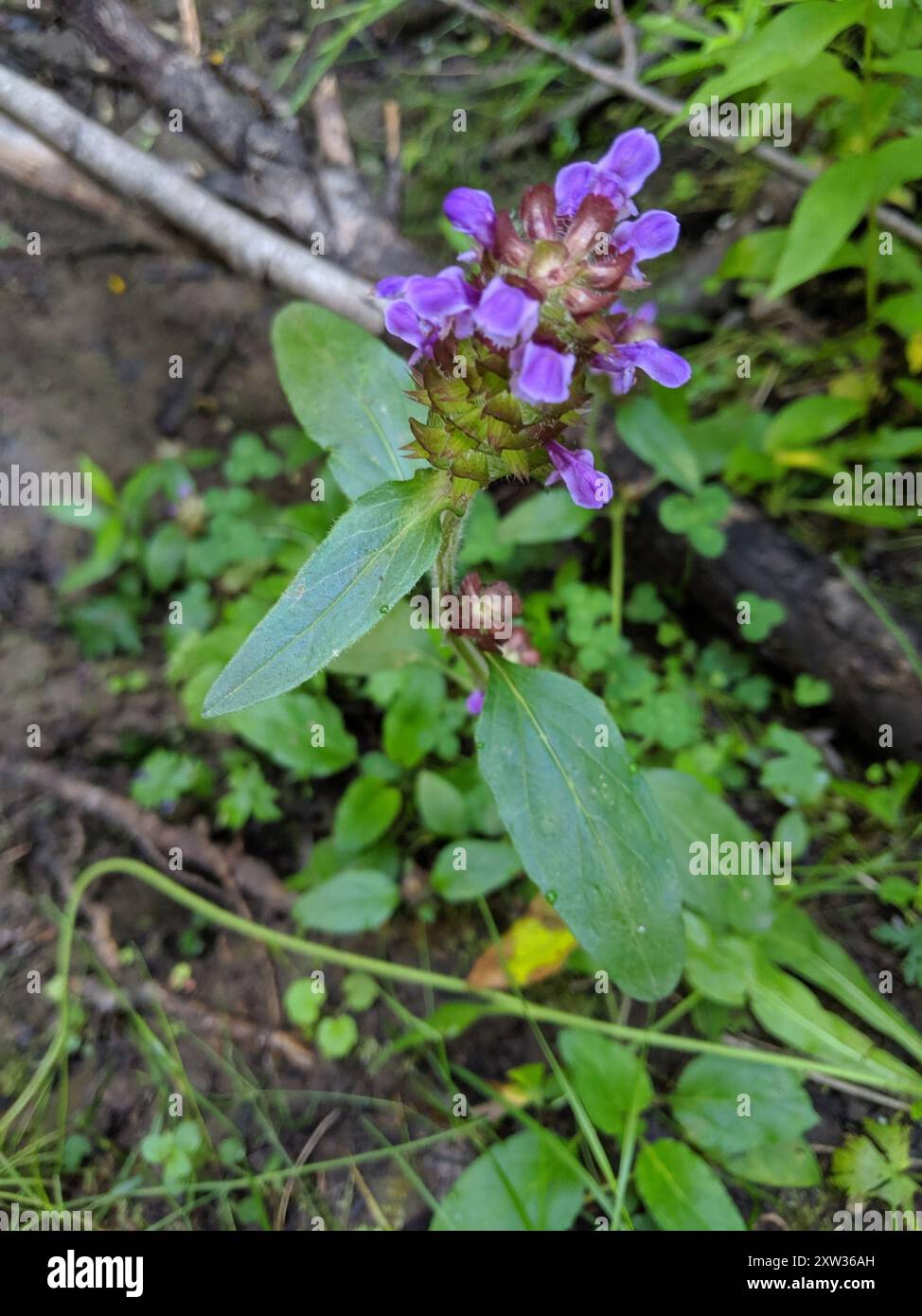 common selfheal (Prunella vulgaris) Plantae Stock Photo - Alamy