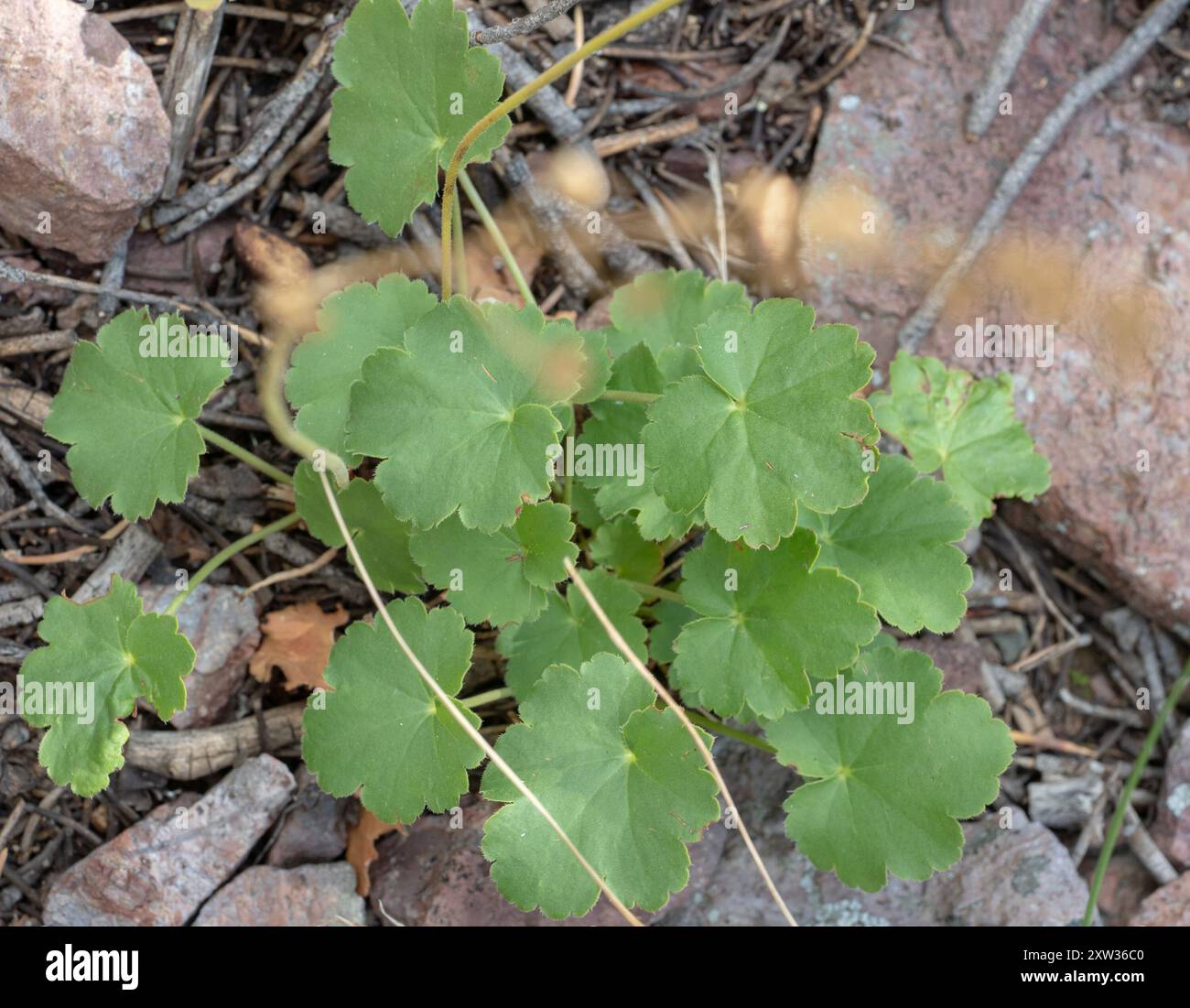 pink alumroot (Heuchera rubescens) Plantae Stock Photo - Alamy