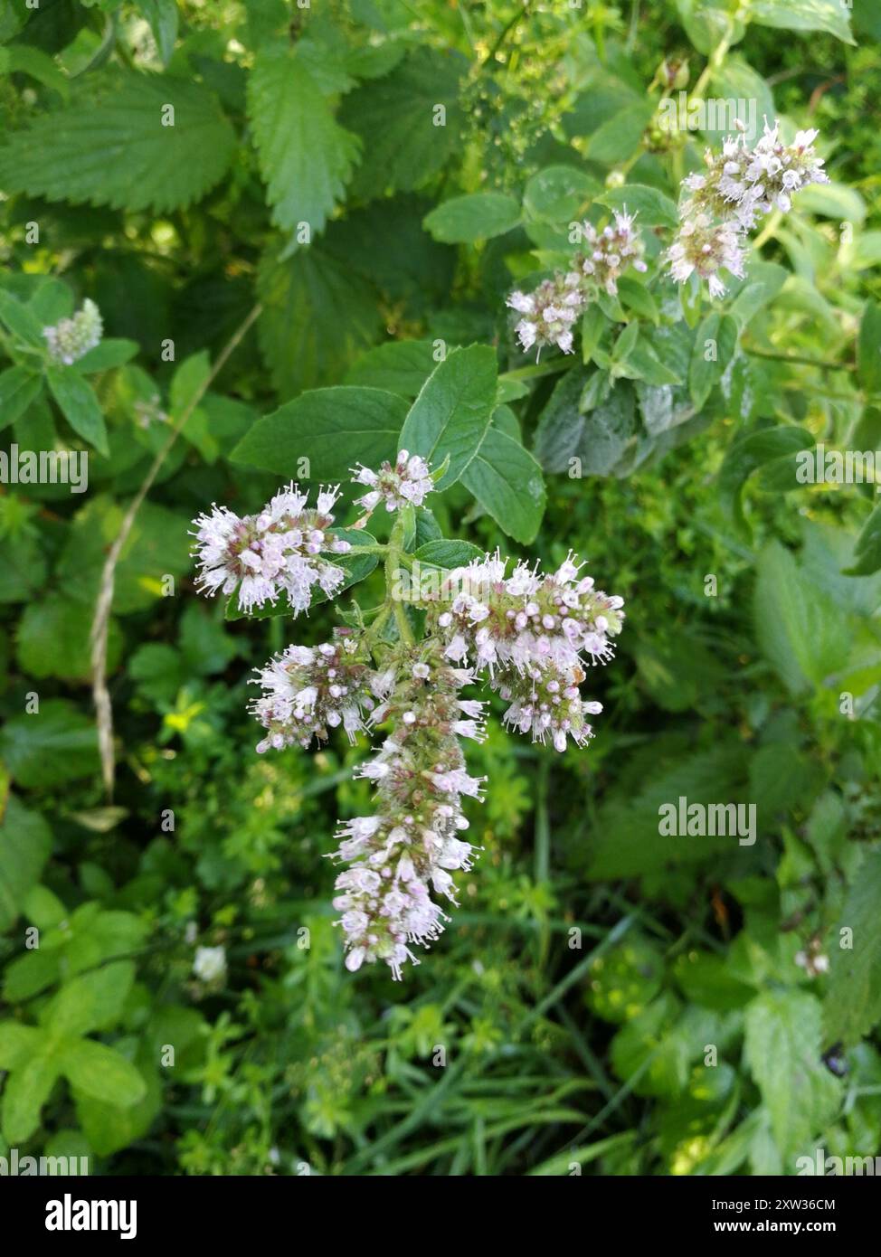 Horse Mint (Mentha longifolia) Plantae Stock Photo - Alamy