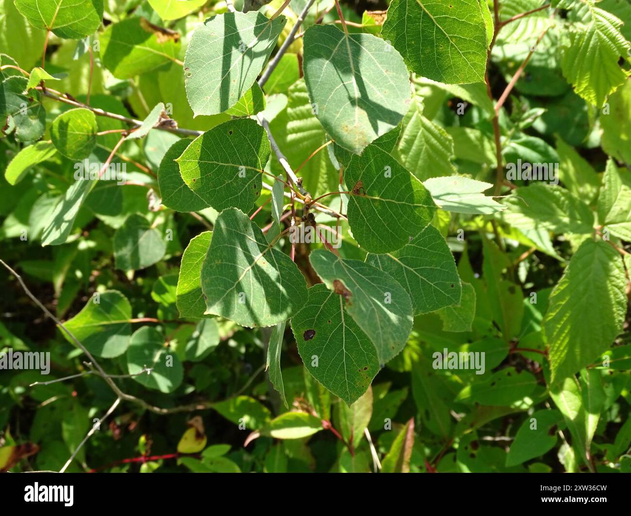 trembling aspen (Populus tremuloides) Plantae Stock Photo - Alamy