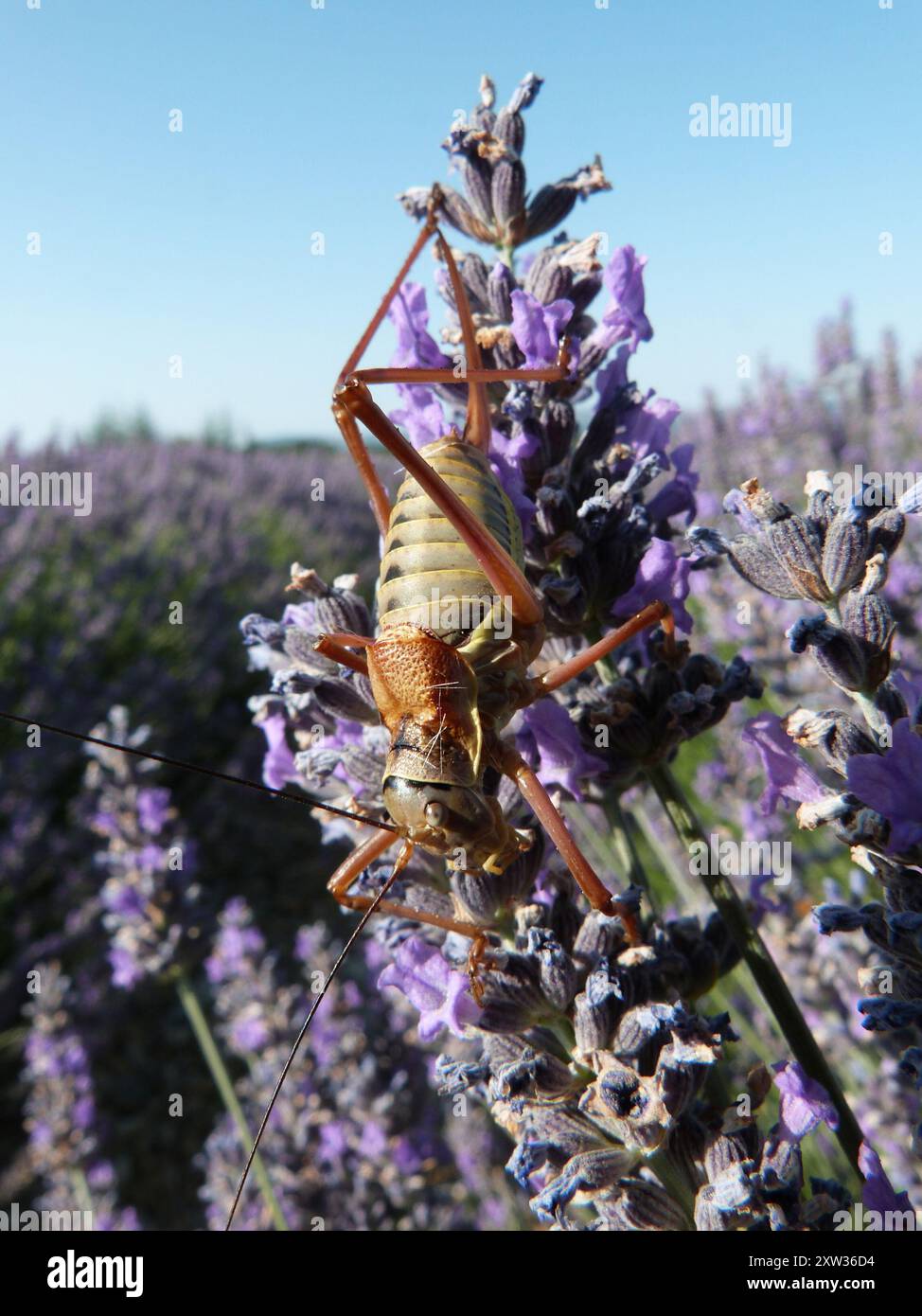 Western Saddle Bush-cricket (Ephippiger diurnus) Insecta Stock Photo ...