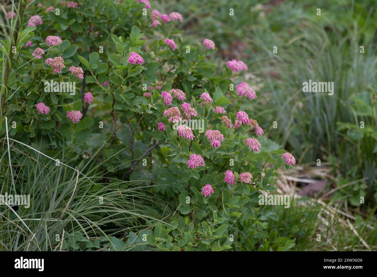 Mountain Spirea (Spiraea splendens) Plantae Stock Photo - Alamy