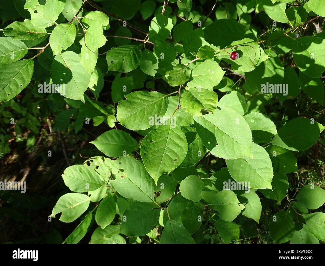 chokecherry (Prunus virginiana) Plantae Stock Photo - Alamy