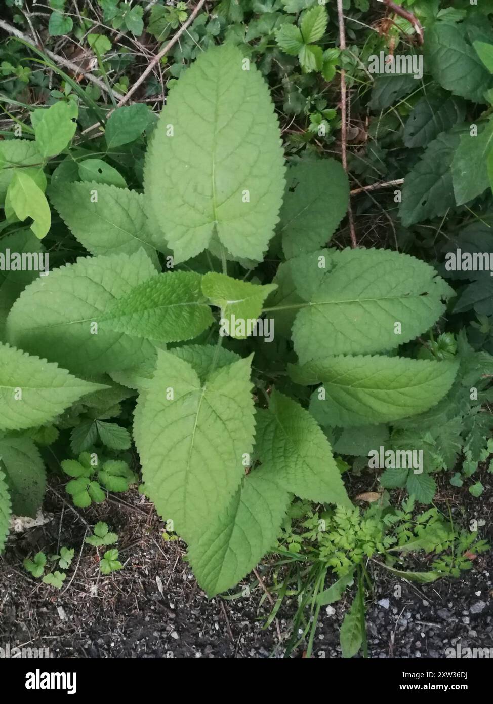 Sticky Sage (Salvia glutinosa) Plantae Stock Photo - Alamy