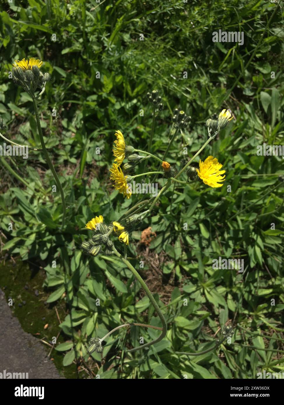 meadow hawkweed (Pilosella caespitosa) Plantae Stock Photo - Alamy