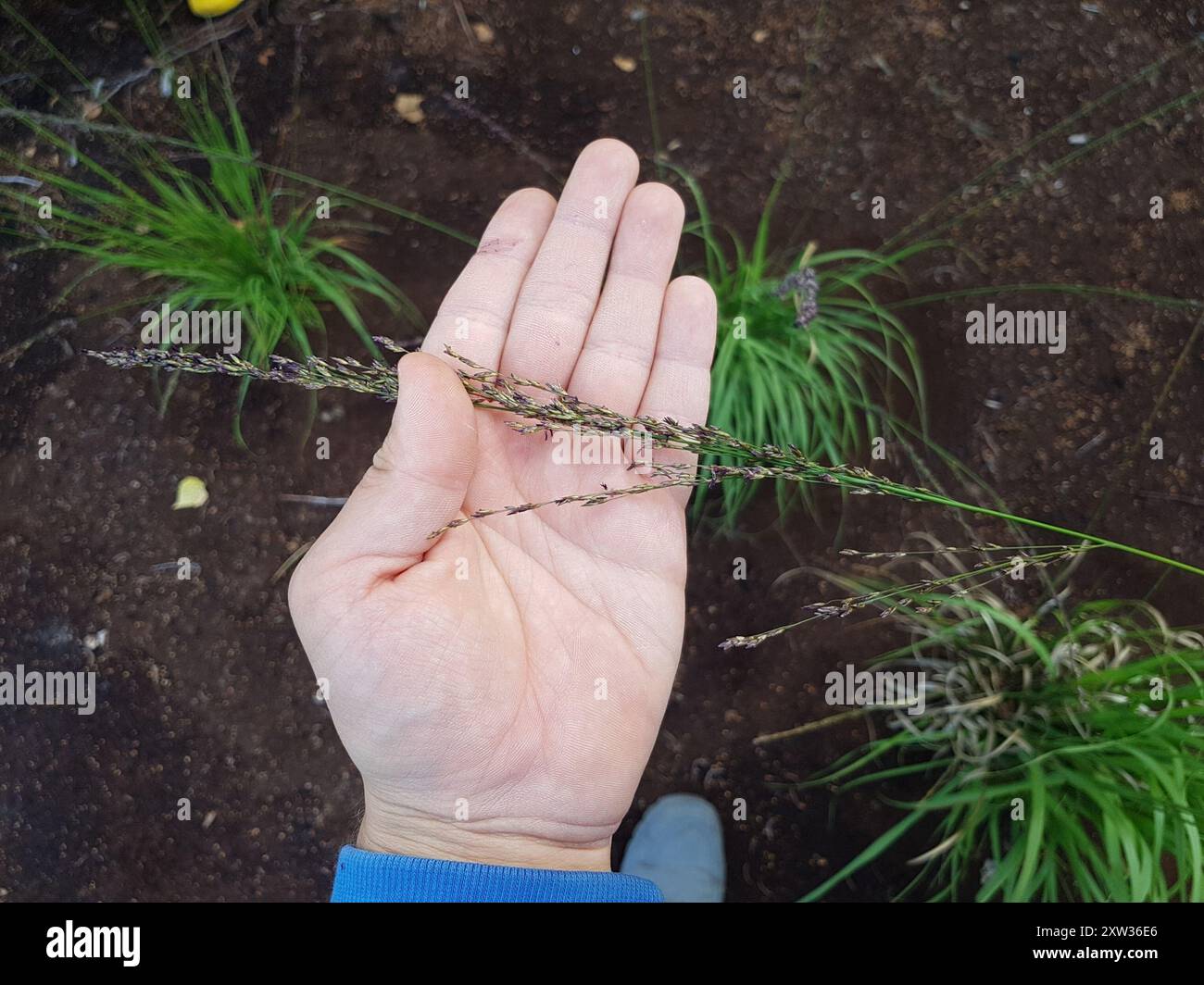 Purple moor grass (Molinia caerulea) Plantae Stock Photo - Alamy