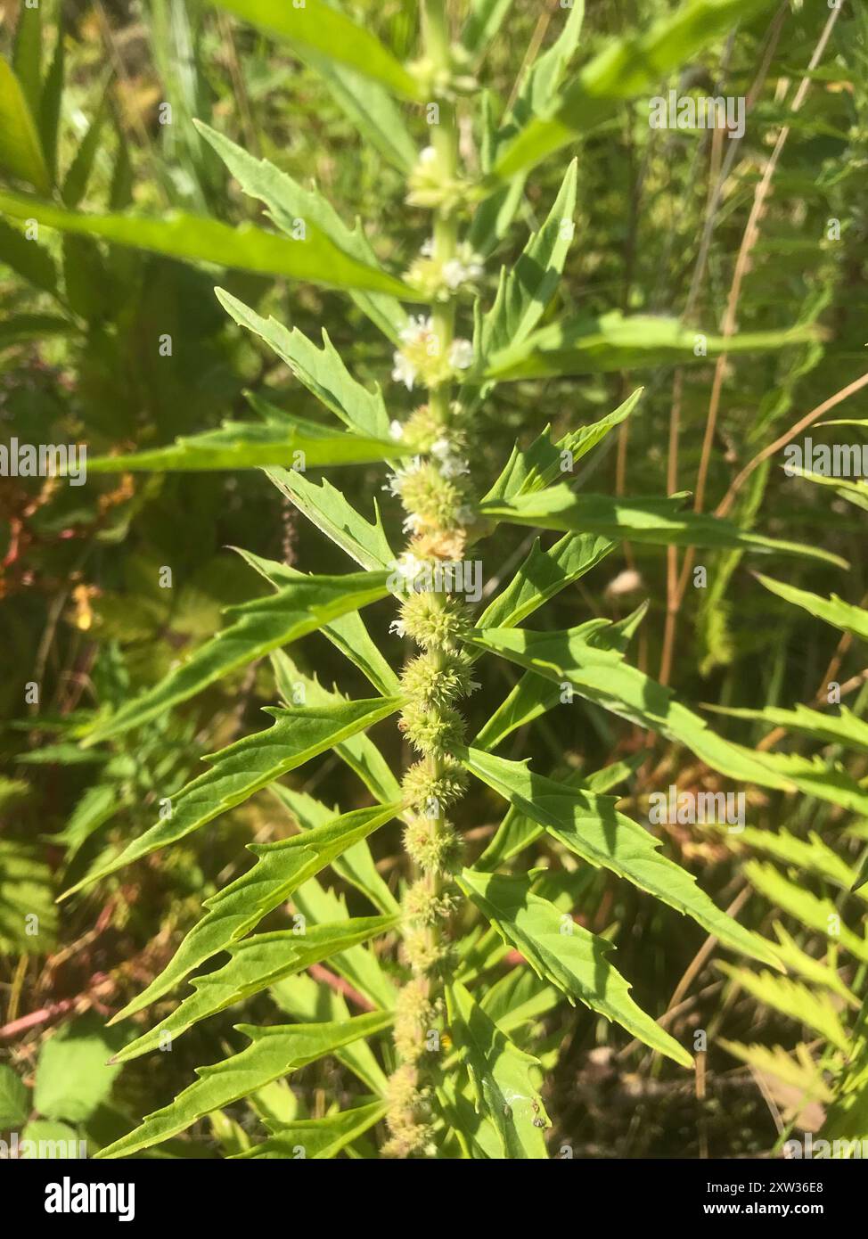 northern bugleweed (Lycopus uniflorus) Plantae Stock Photo - Alamy