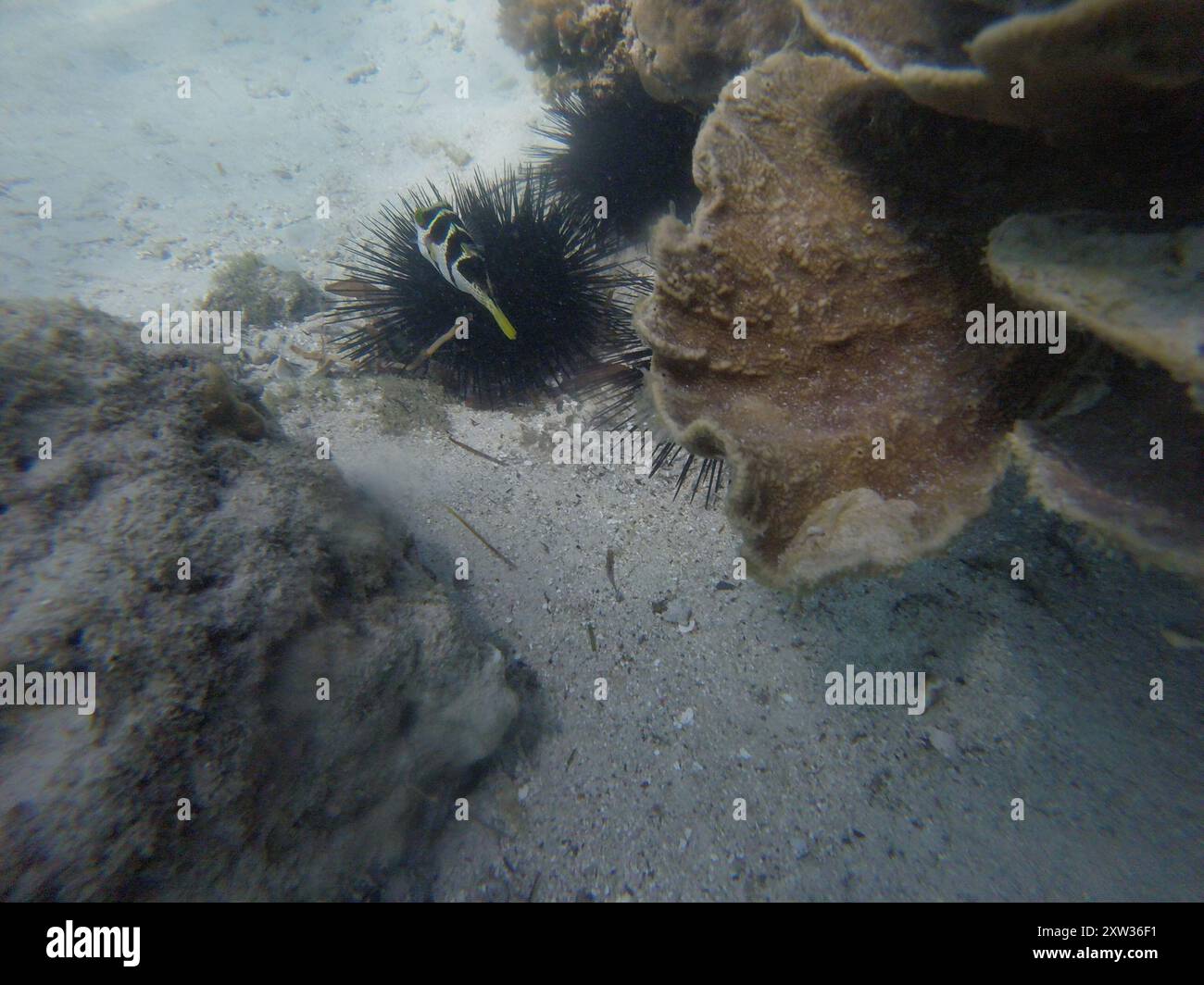 Blacksaddle Toby (Canthigaster valentini) Actinopterygii Stock Photo ...