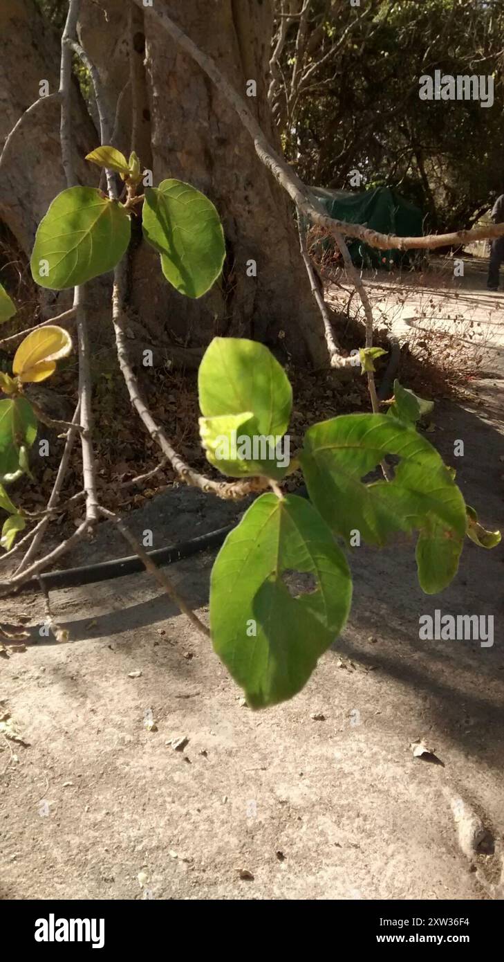 sycamore fig (Ficus sycomorus) Plantae Stock Photo - Alamy