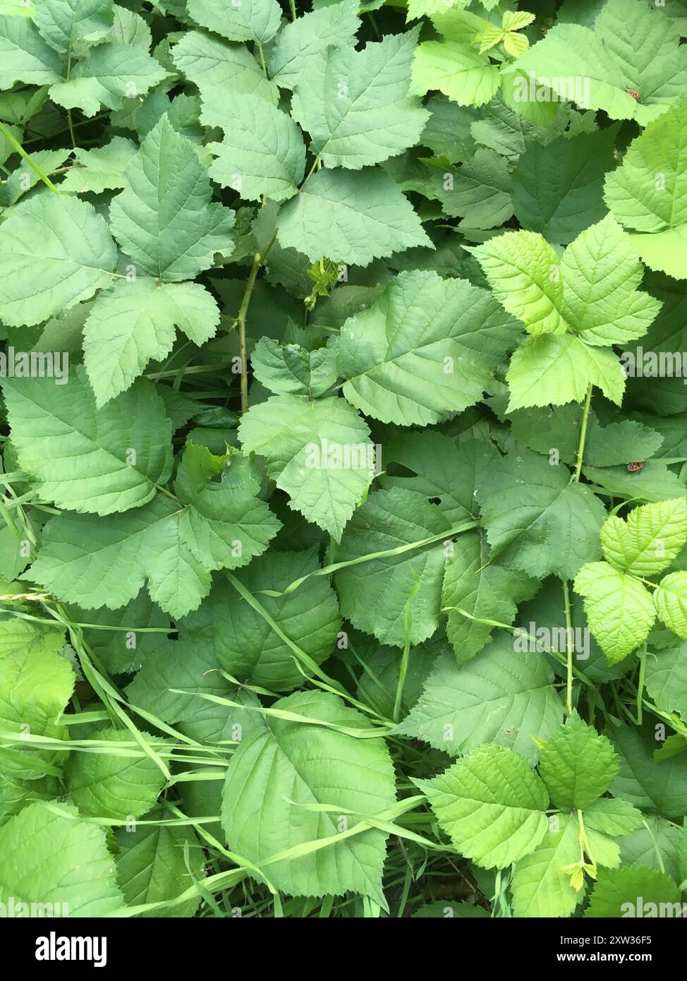 European dewberry (Rubus caesius) Plantae Stock Photo - Alamy