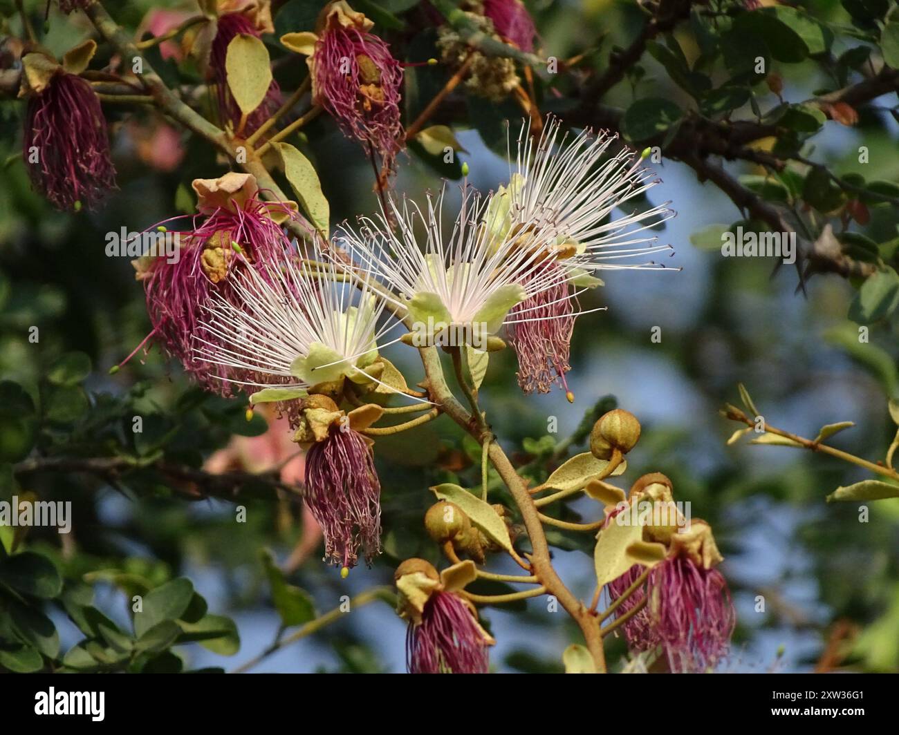 Indian caper (Capparis zeylanica) Plantae Stock Photo - Alamy