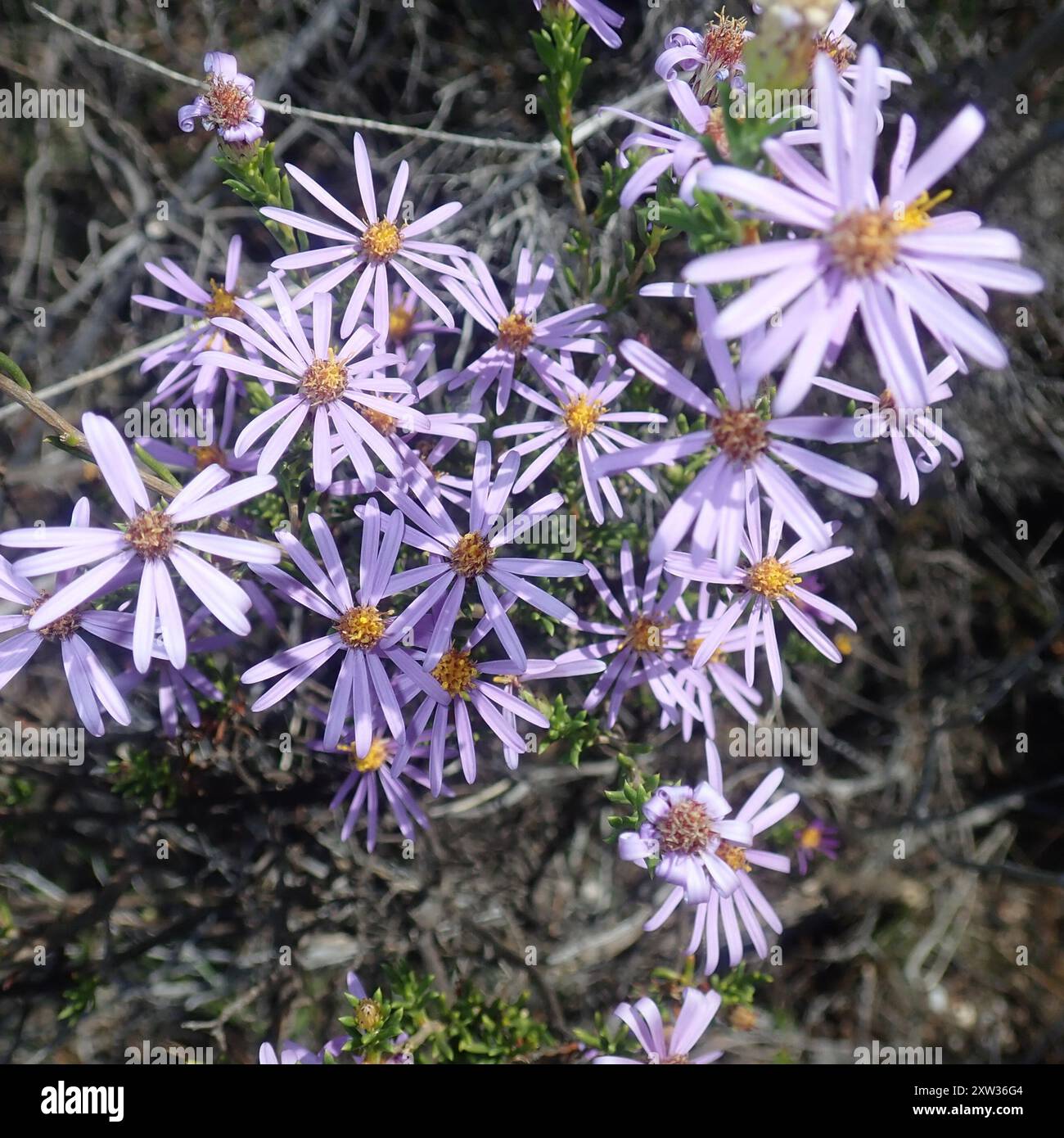 Common Fine Felicia (Felicia filifolia filifolia) Plantae Stock Photo ...