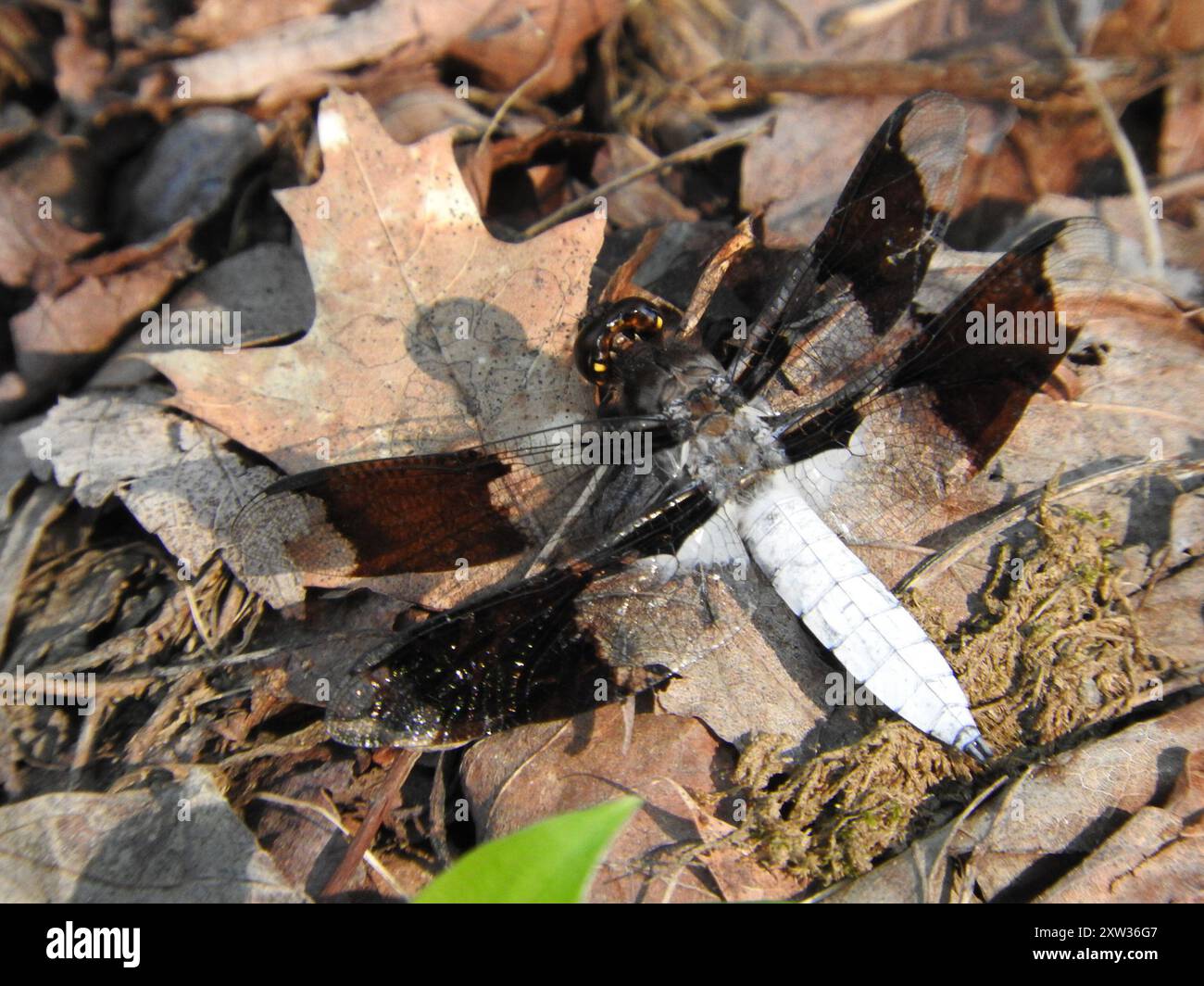 Common Whitetail (Plathemis lydia) Insecta Stock Photo - Alamy