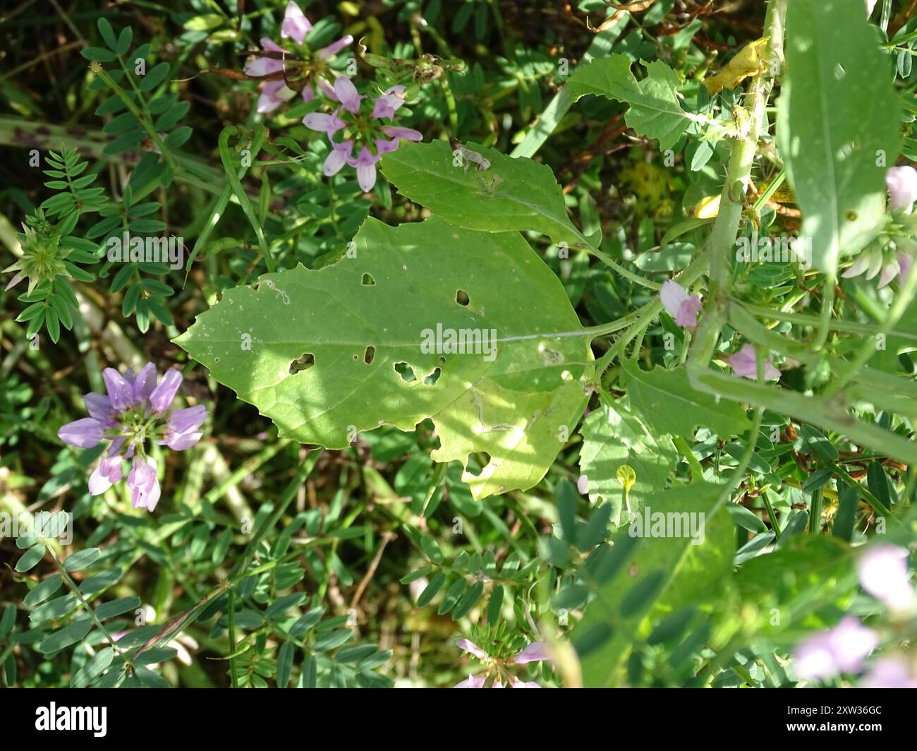 charlock (Mutarda arvensis) Plantae Stock Photo - Alamy