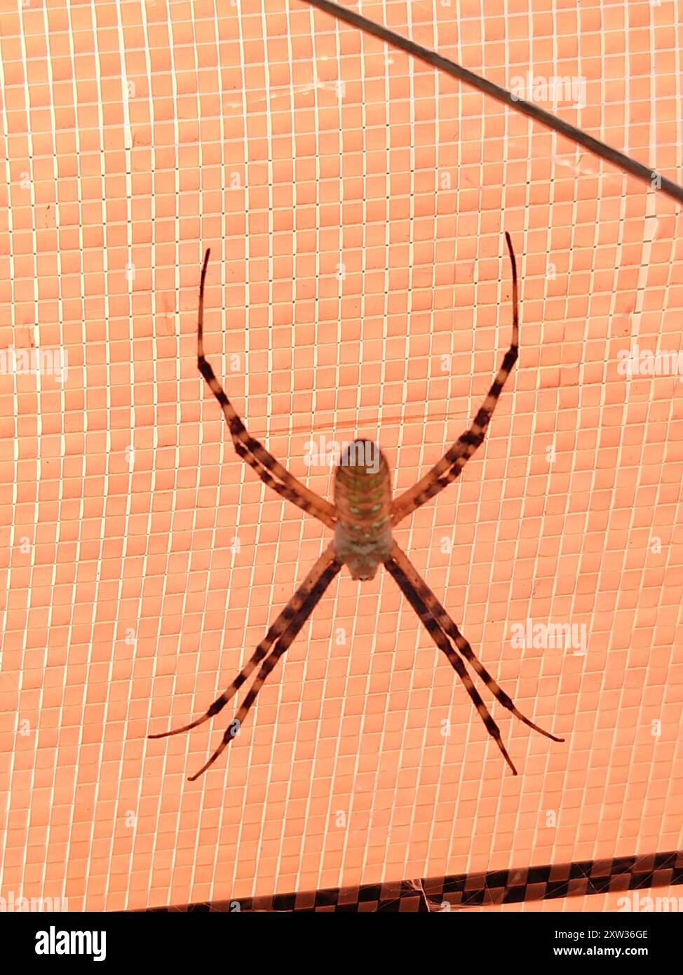 Banded Garden Spider (Argiope trifasciata) Arachnida Stock Photo - Alamy