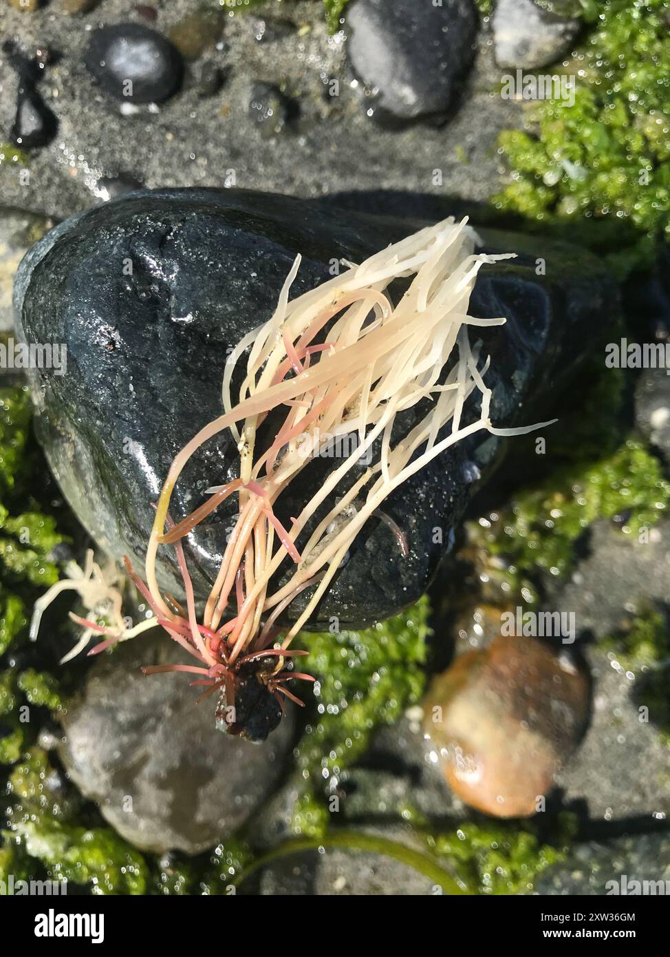 red algae (Rhodophyta) Plantae Stock Photo - Alamy