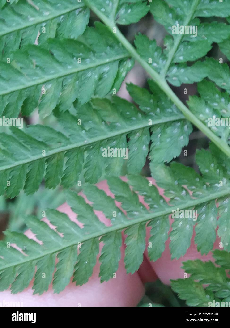 lady ferns (Athyrium) Plantae Stock Photo - Alamy