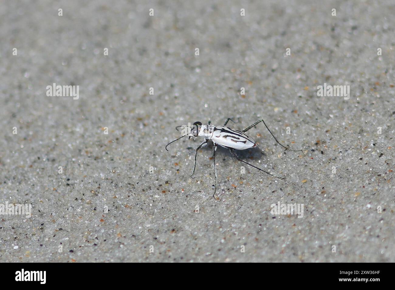 Eastern Beach Tiger Beetle (Habroscelimorpha dorsalis) Insecta Stock ...