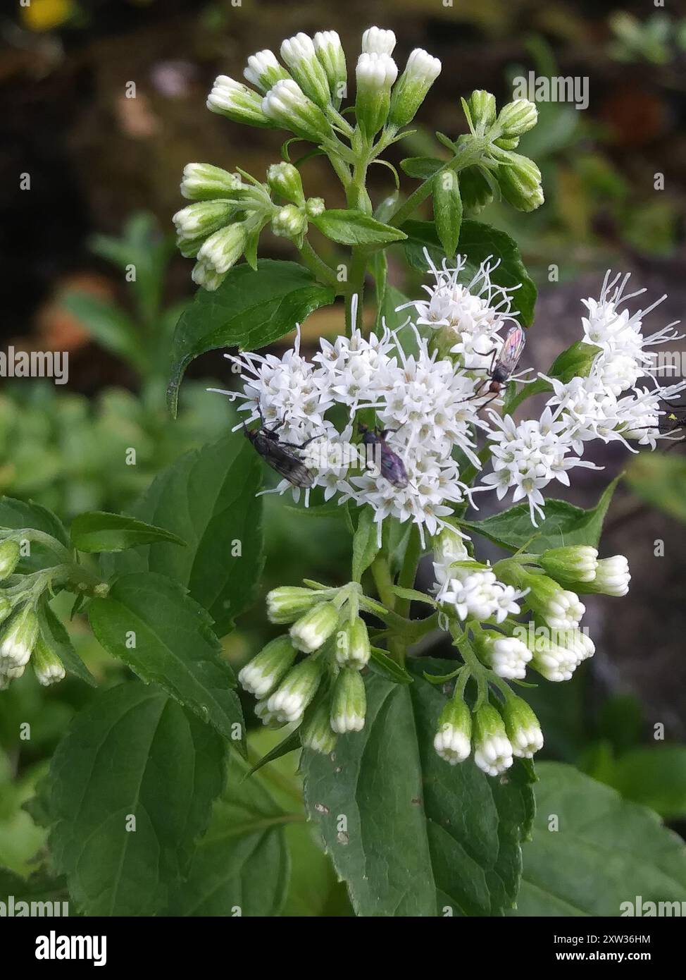 white snakeroot (Ageratina altissima) Plantae Stock Photo - Alamy