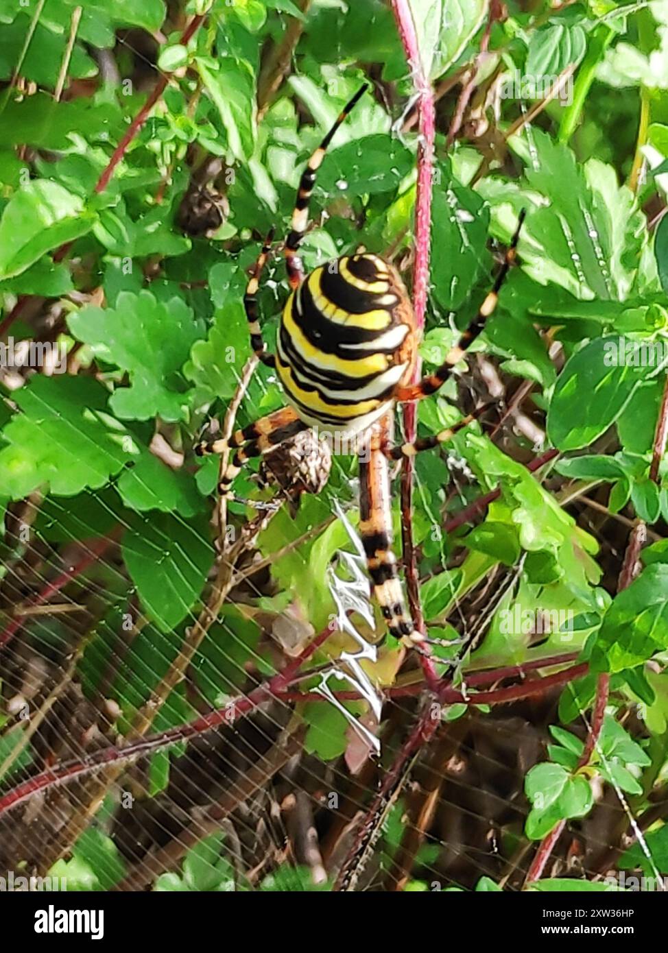 Wasp Spider (Argiope bruennichi) Arachnida Stock Photo - Alamy
