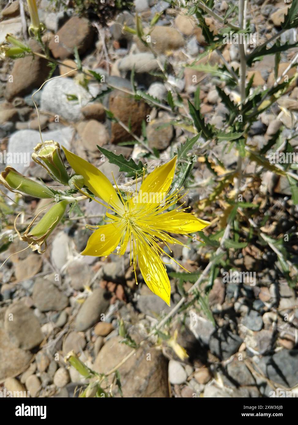 Giant Blazingstar (Mentzelia laevicaulis) Plantae Stock Photo - Alamy