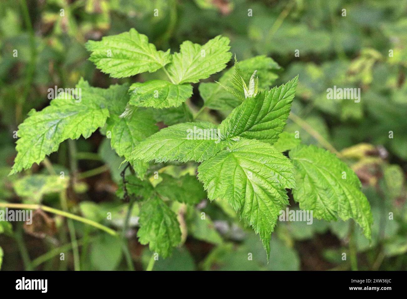 red raspberry (Rubus idaeus) Plantae Stock Photo - Alamy
