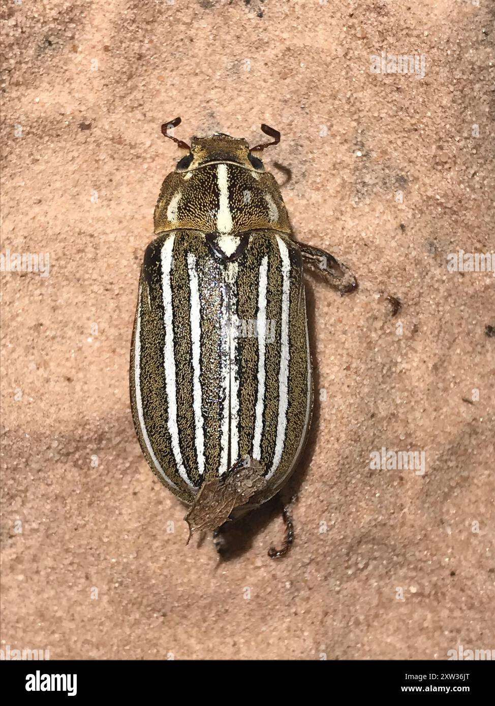 Ten-lined June Beetle (Polyphylla decemlineata) Insecta Stock Photo - Alamy