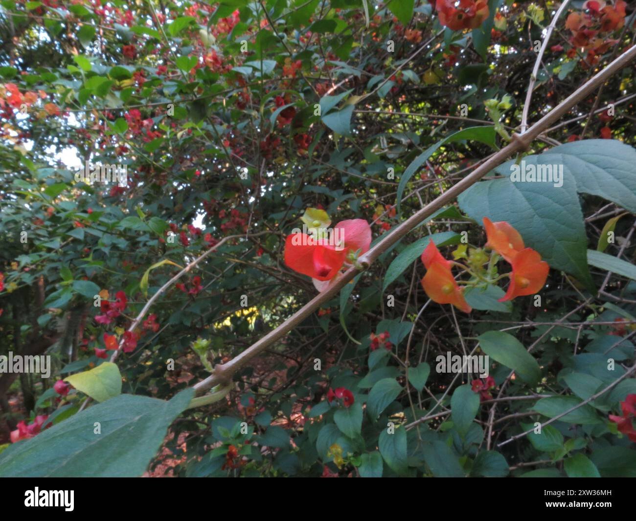 Chinese Hat Plant (Holmskioldia sanguinea) Plantae Stock Photo - Alamy