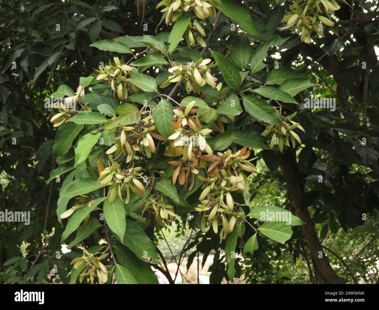 Hiptage (Hiptage benghalensis) Plantae Stock Photo - Alamy