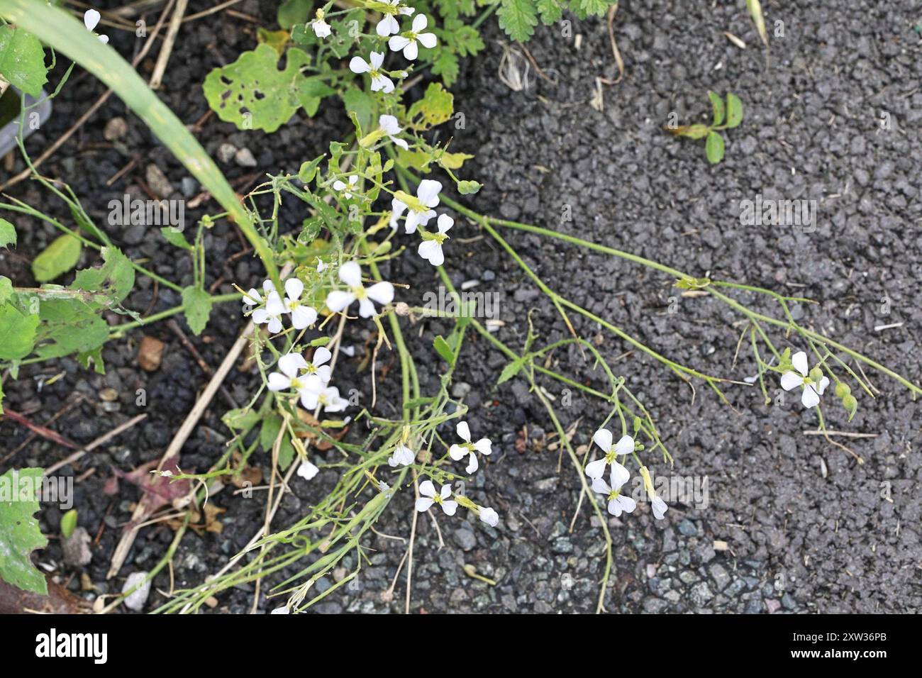 Jointed Charlock (Raphanus raphanistrum) Plantae Stock Photo - Alamy