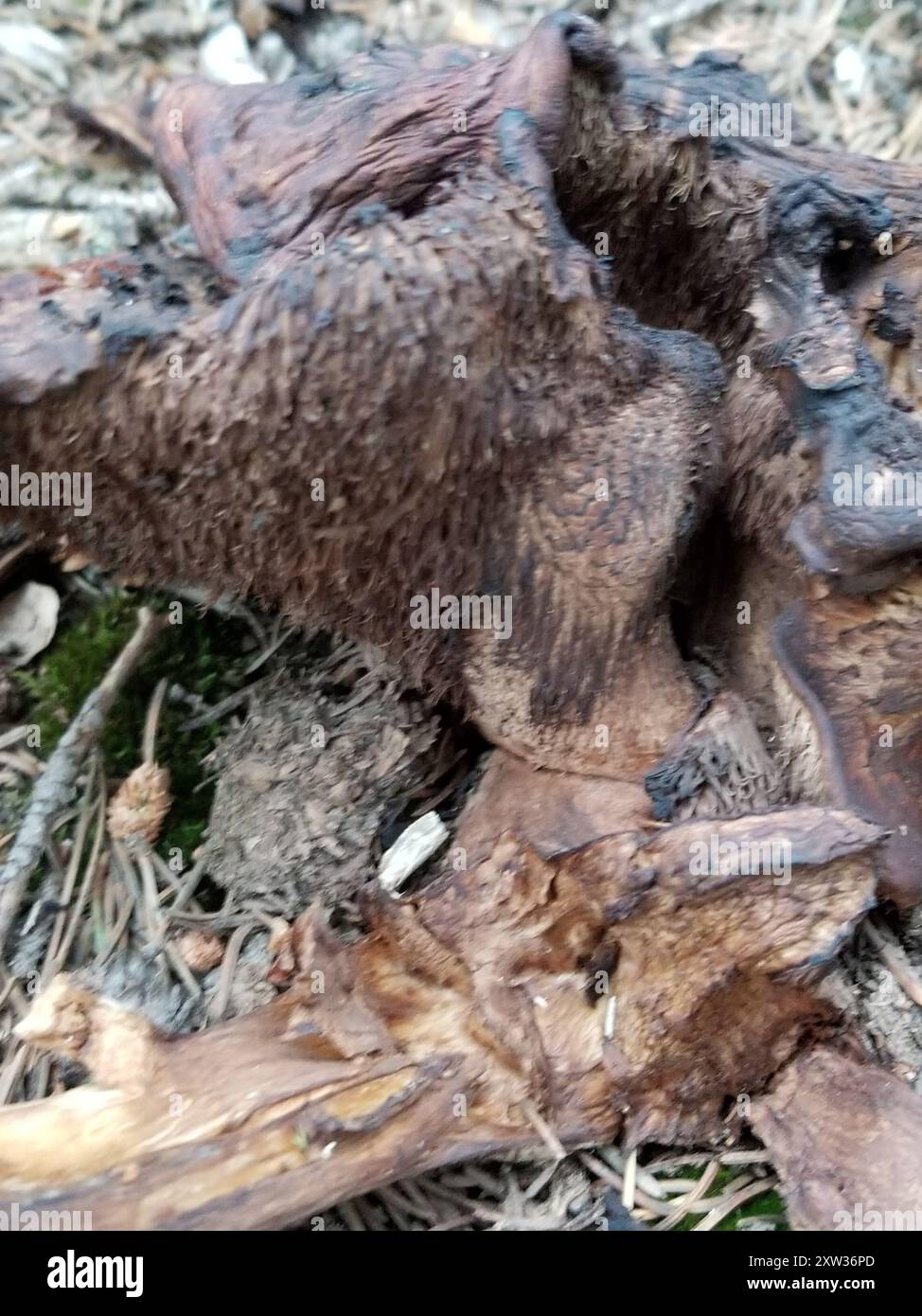 shingled hedgehog (Sarcodon imbricatus) Fungi Stock Photo - Alamy