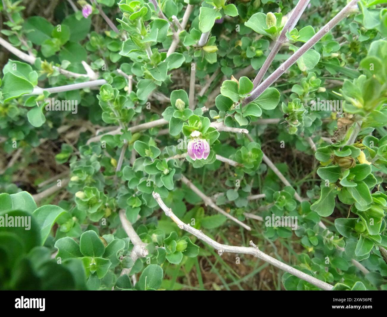 (Justicia simplex) Plantae Stock Photo - Alamy