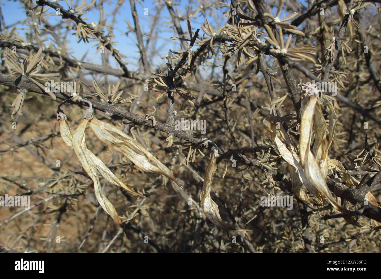 Kalahari Gold (Rhigozum brevispinosum) Plantae Stock Photo - Alamy