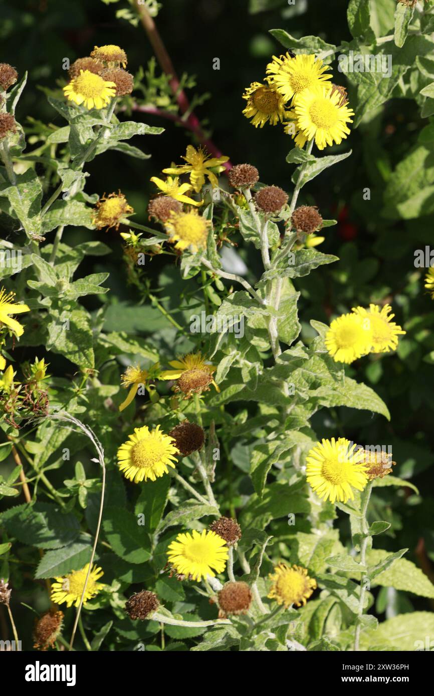 Common Fleabane (Pulicaria dysenterica) Plantae Stock Photo - Alamy