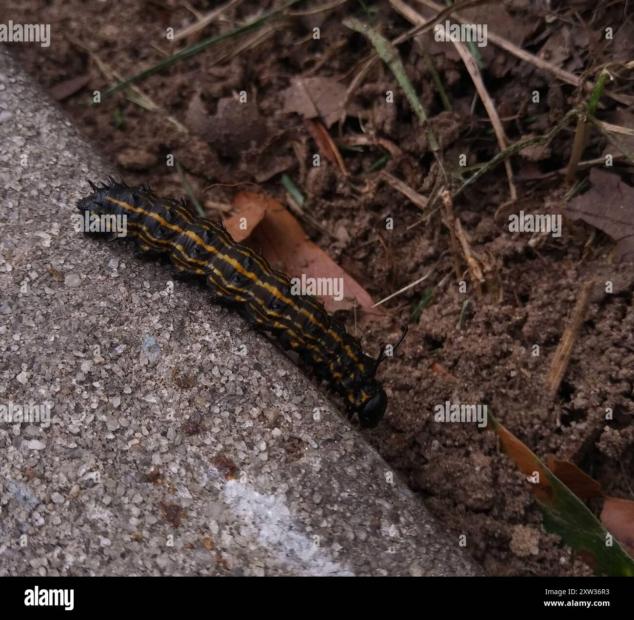 Yellow-striped Oakworm Moth (Anisota peigleri) Insecta Stock Photo - Alamy