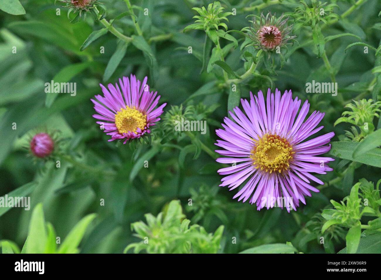 New England aster (Symphyotrichum novae-angliae) Plantae Stock Photo ...