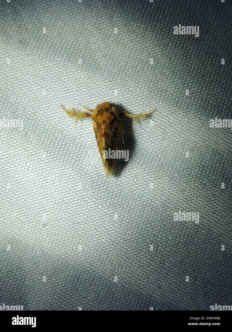 Spun Glass Slug Moth (Isochaetes beutenmuelleri) Insecta Stock Photo ...