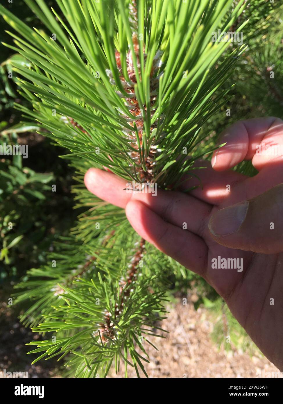 Crimean Pine (Pinus nigra pallasiana) Plantae Stock Photo - Alamy