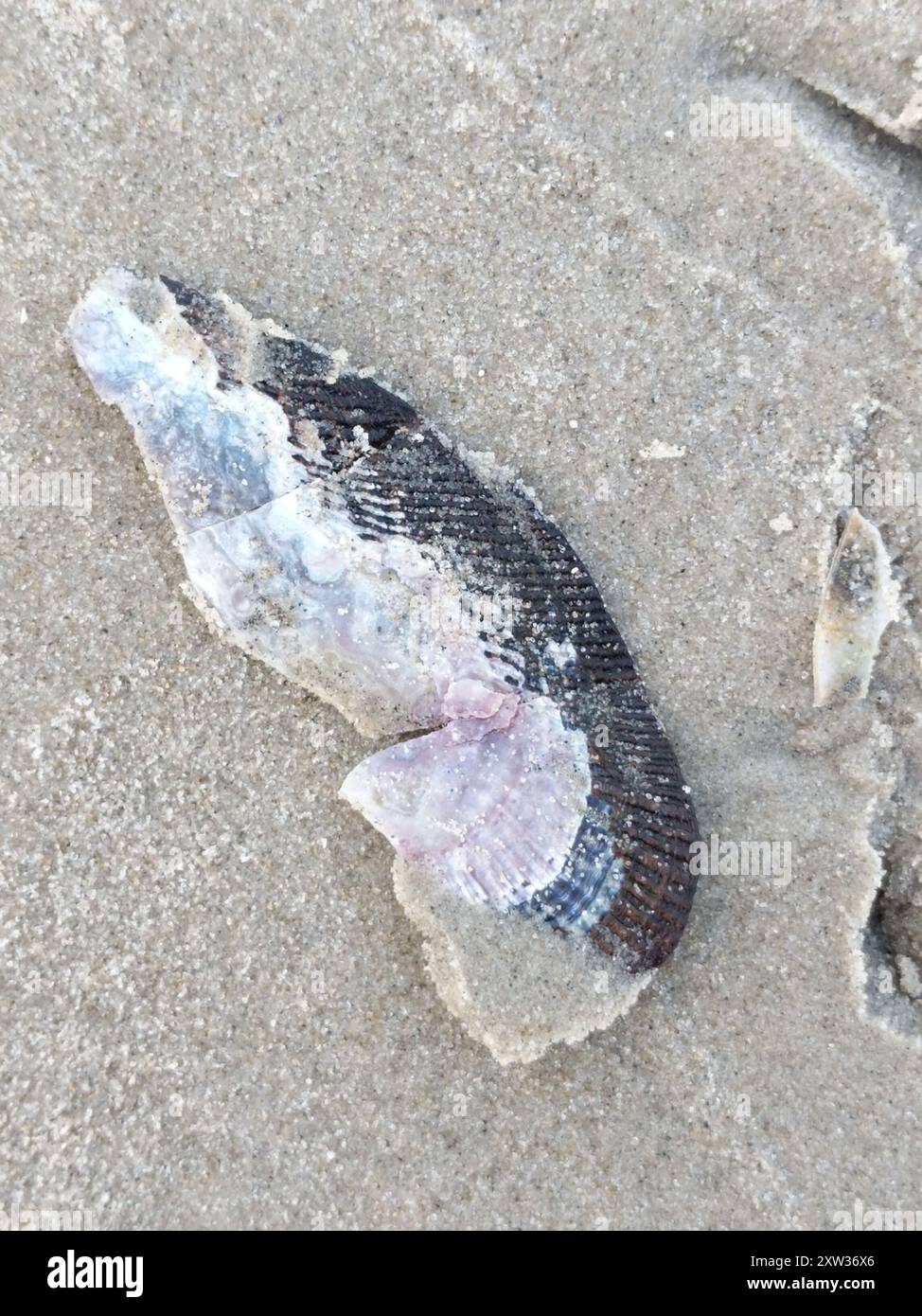 Atlantic Ribbed Mussel (Geukensia demissa) Mollusca Stock Photo - Alamy