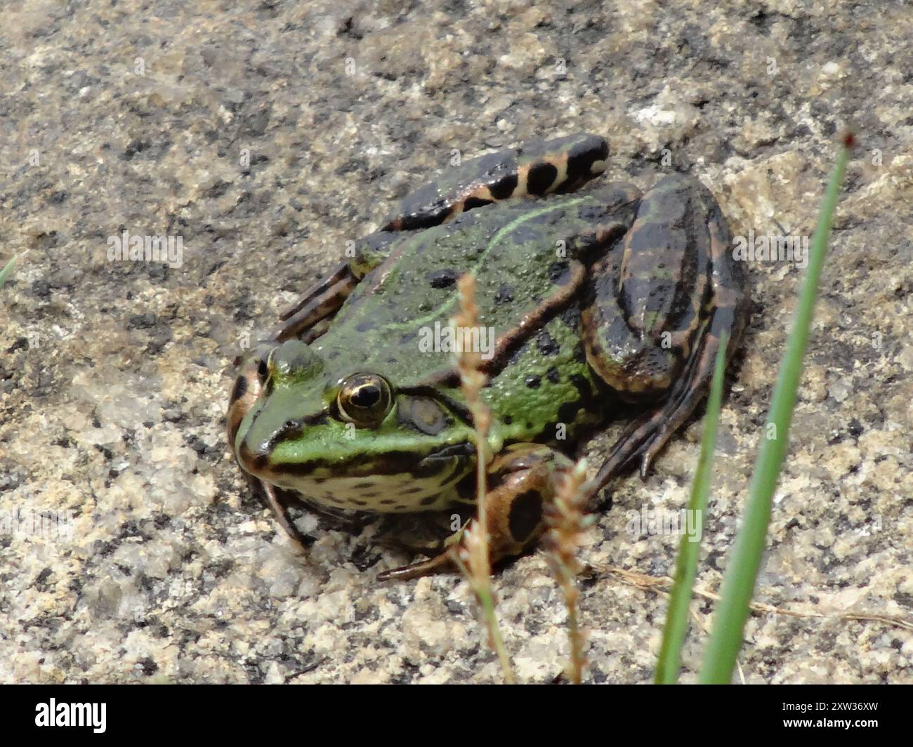 Water Frogs (Pelophylax) Amphibia Stock Photo - Alamy