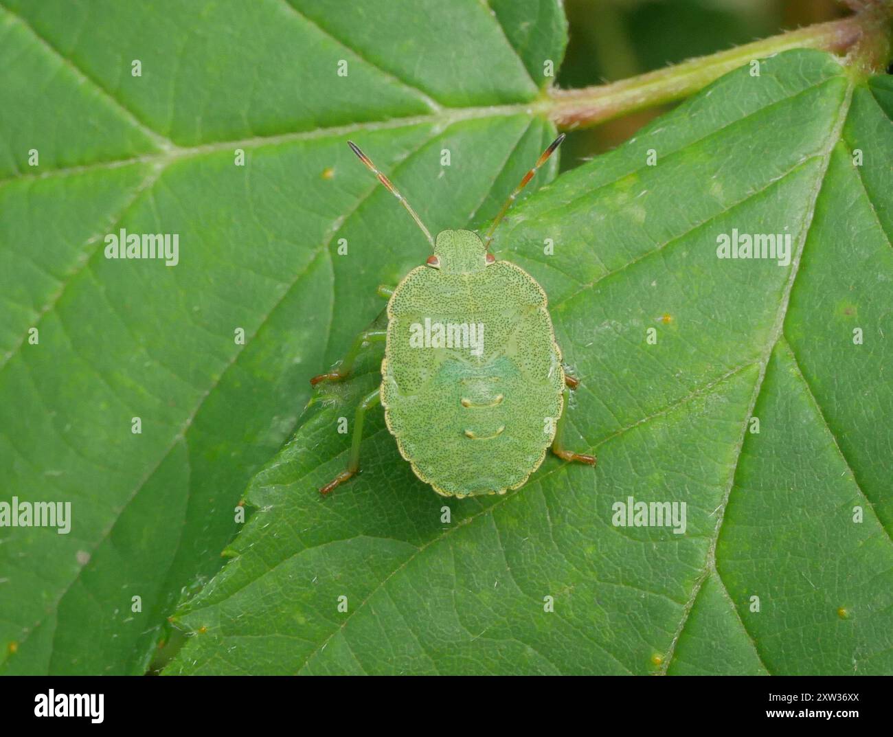 Green Shield Bug (Palomena prasina) Insecta Stock Photo - Alamy