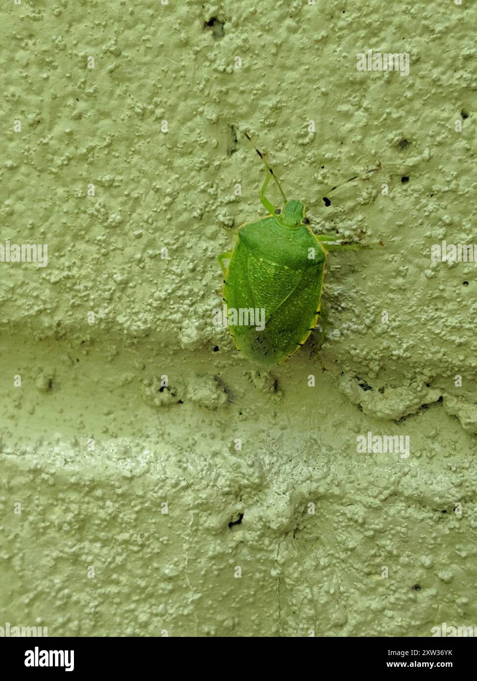 Green Stink Bug (Chinavia hilaris) Insecta Stock Photo - Alamy